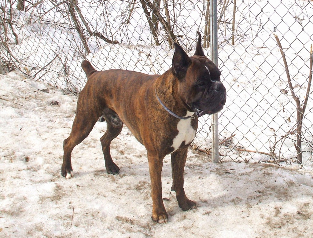 Tanoak Boxers | Breeder of Boxer Dogs | Ontario
