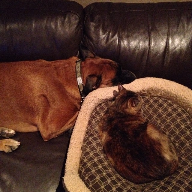 Tanoak Boxers | Breeder of Boxer Dogs | Ontario