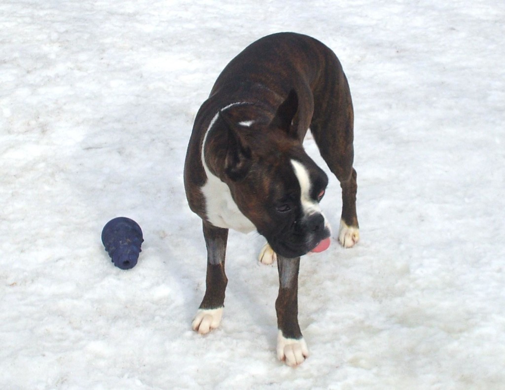 Tanoak Boxers | Breeder of Boxer Dogs | Ontario