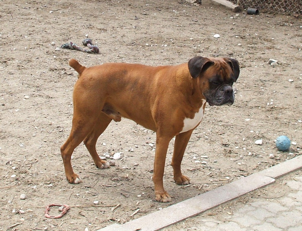 Tanoak Boxers | Breeder of Boxer Dogs | Ontario