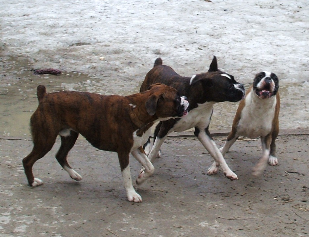 Tanoak Boxers | Breeder of Boxer Dogs | Ontario