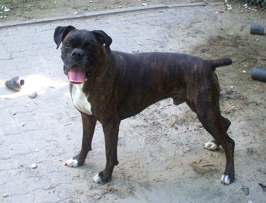 Tanoak Boxers | Breeder of Boxer Dogs | Ontario