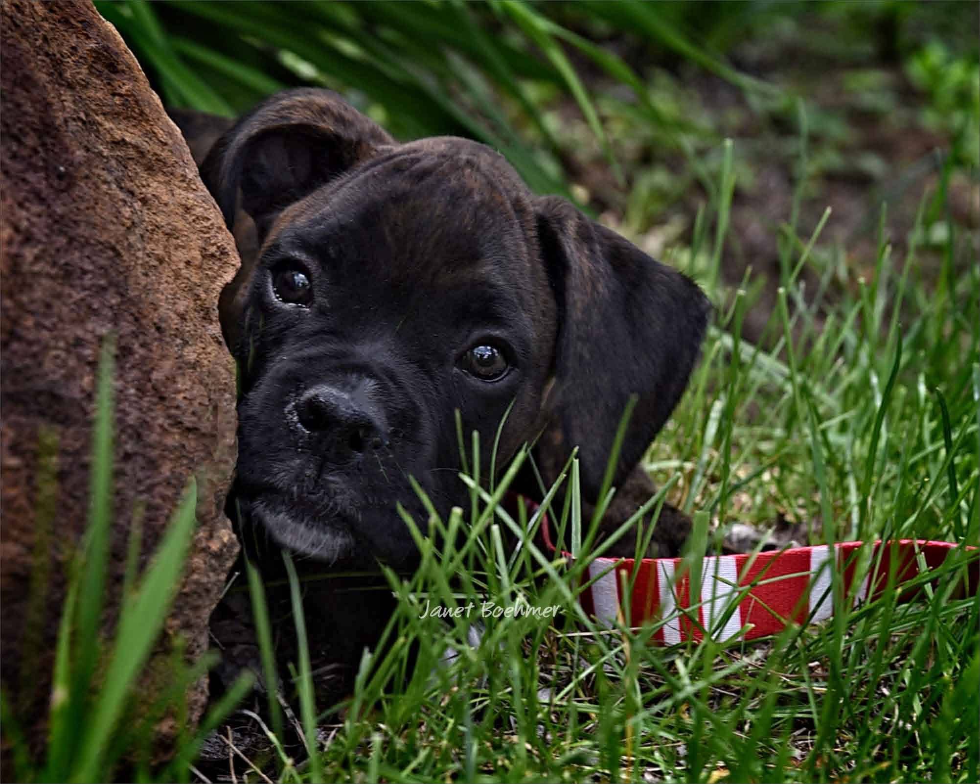 Tanoak Boxers | Breeder of Boxer Dogs | Ontario