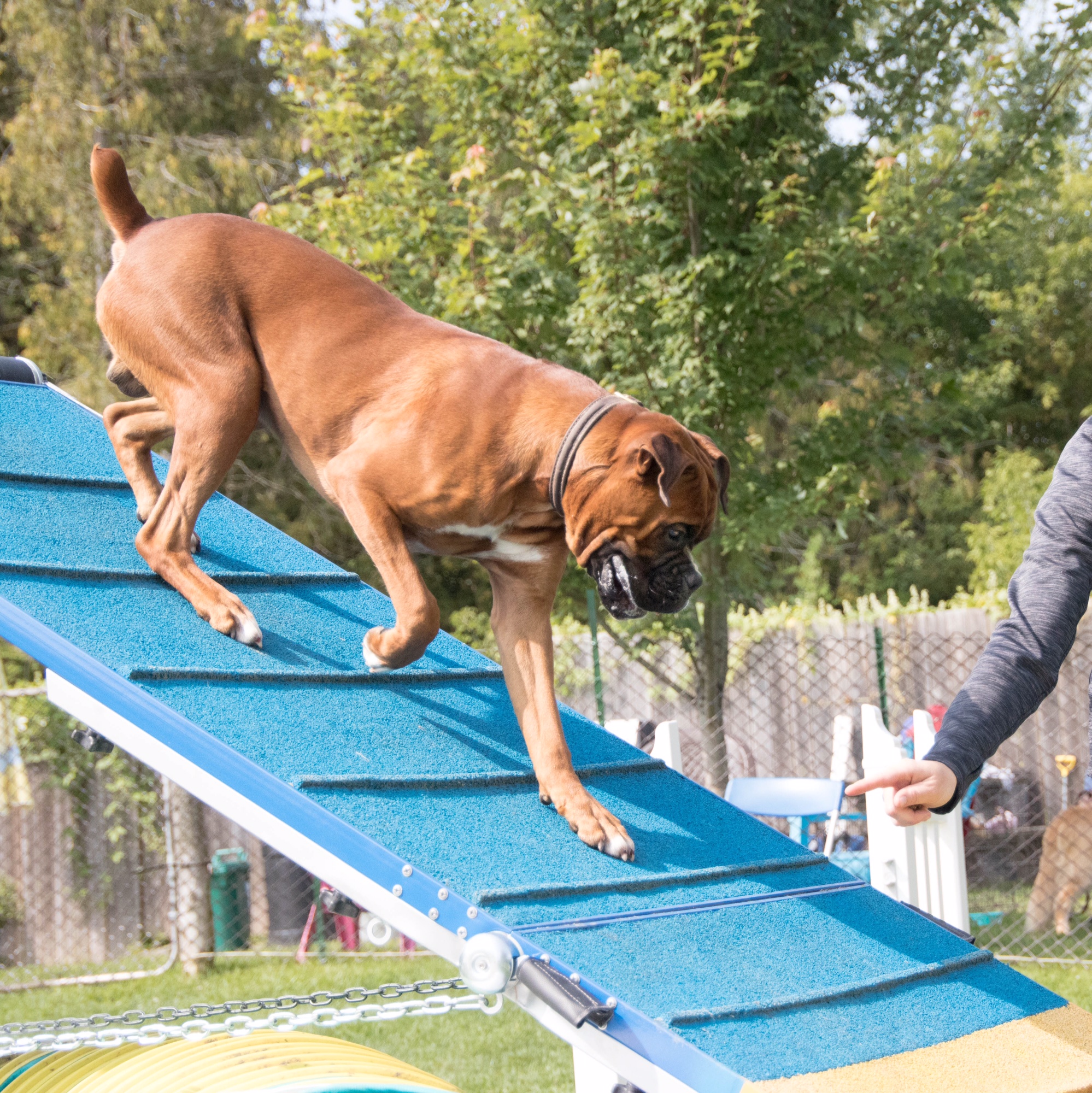 Tanoak Boxers | Breeder of Boxer Dogs | Ontario