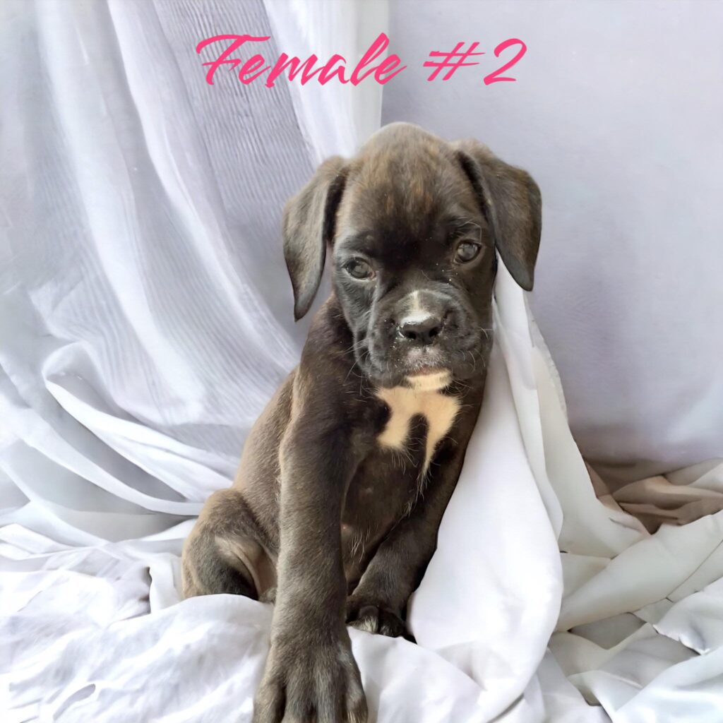 Tanoak Boxers | Breeder of Boxer Dogs | Ontario