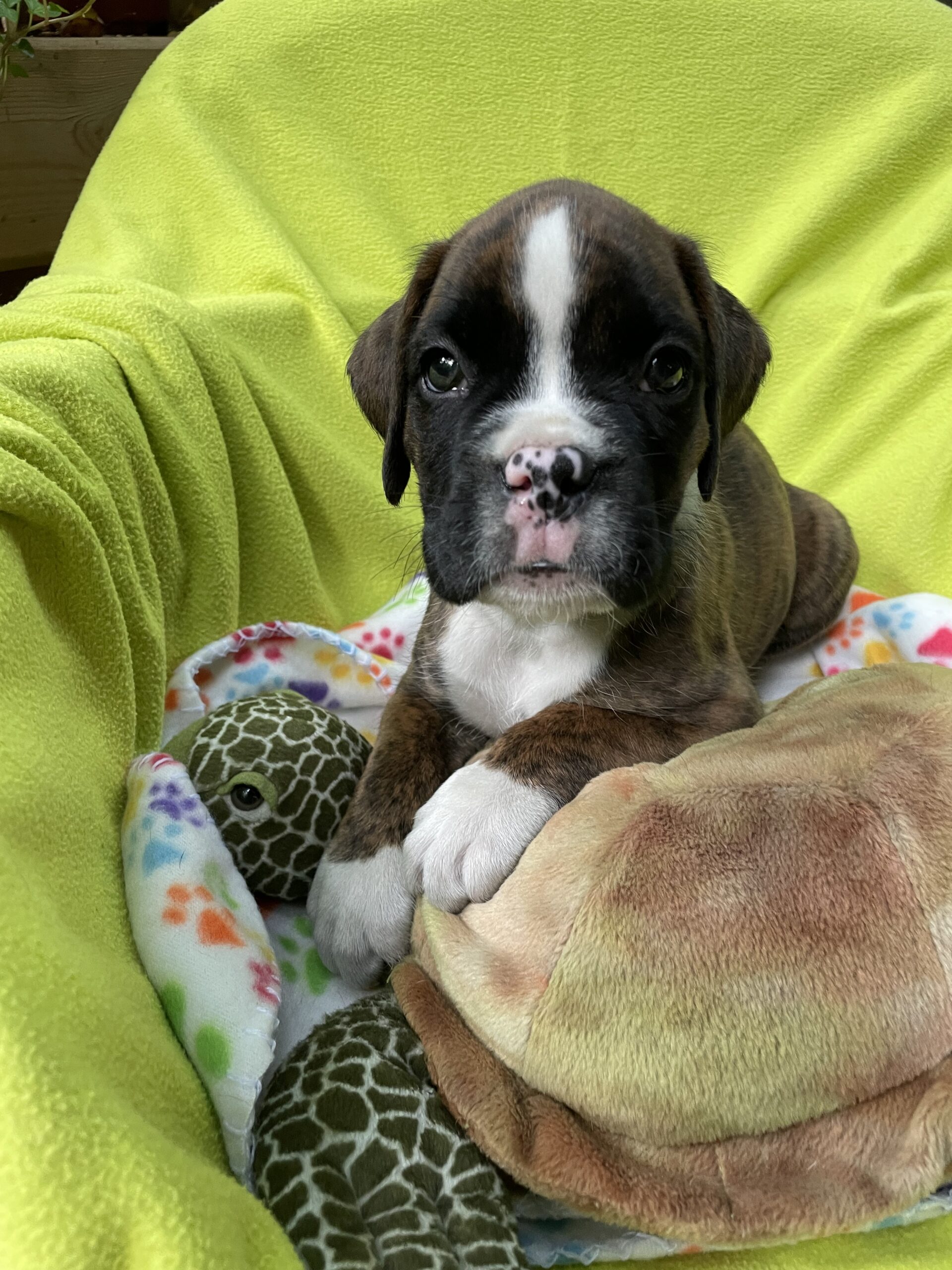 Tanoak Boxers | Breeder of Boxer Dogs | Ontario