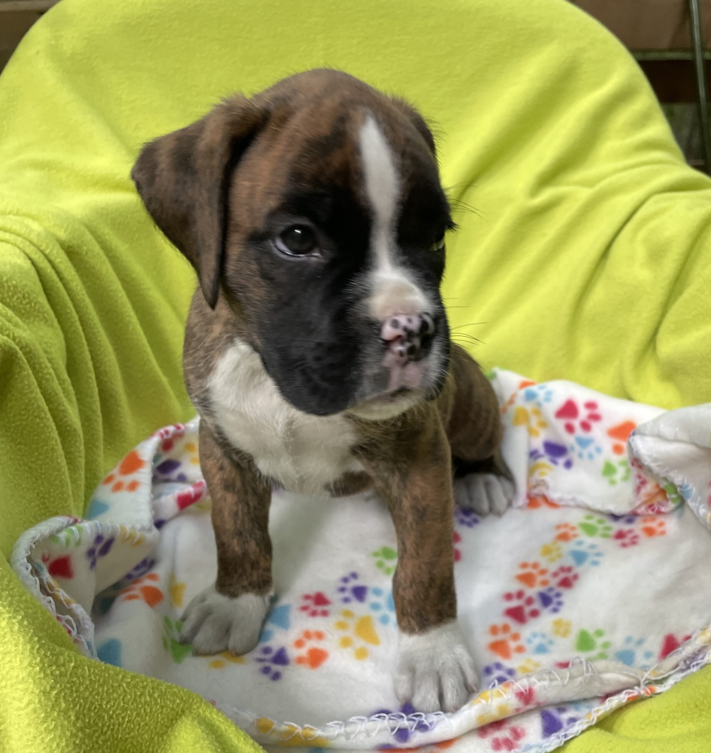 Tanoak Boxers | Breeder of Boxer Dogs | Ontario