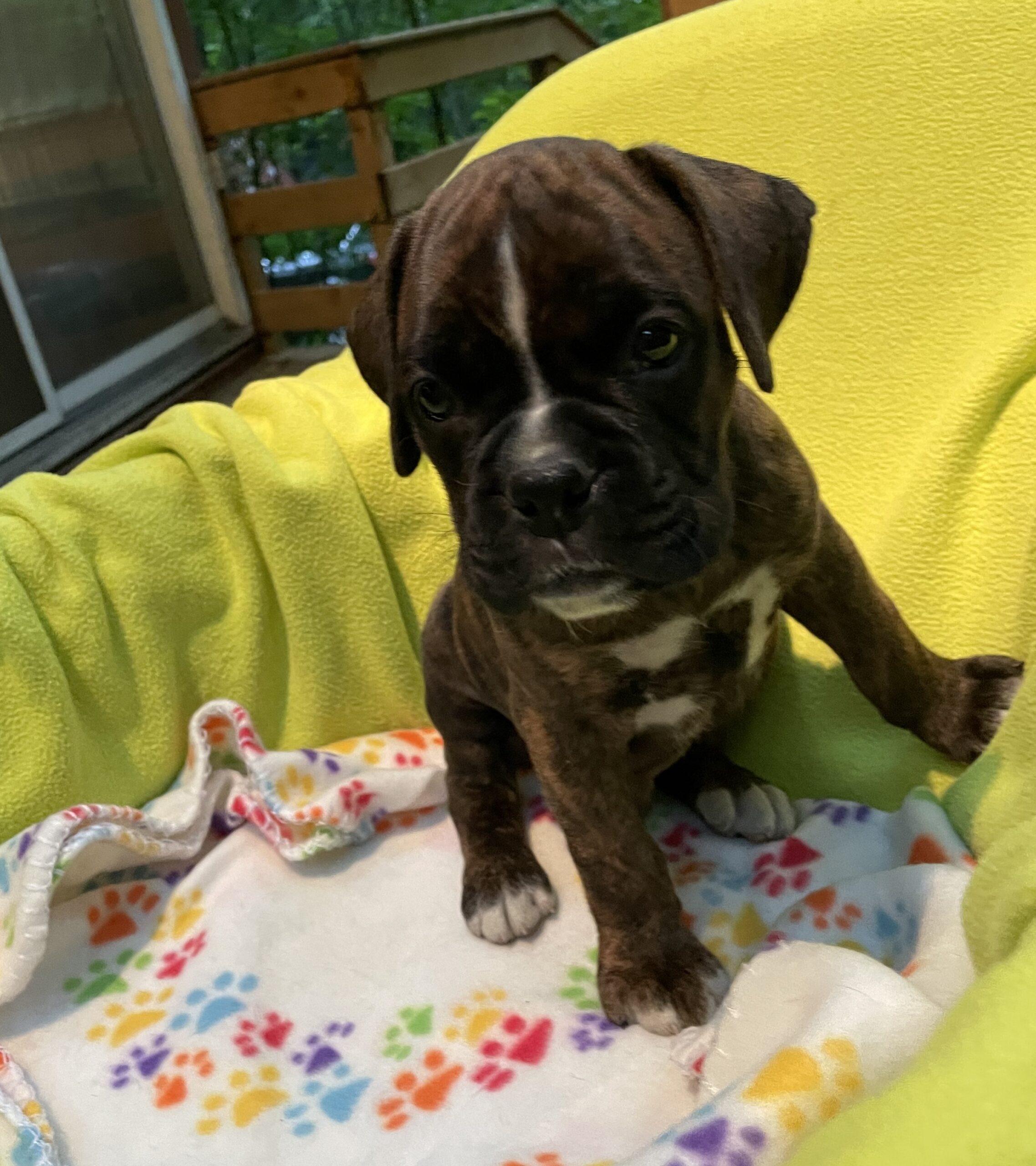 Tanoak Boxers | Breeder of Boxer Dogs | Ontario