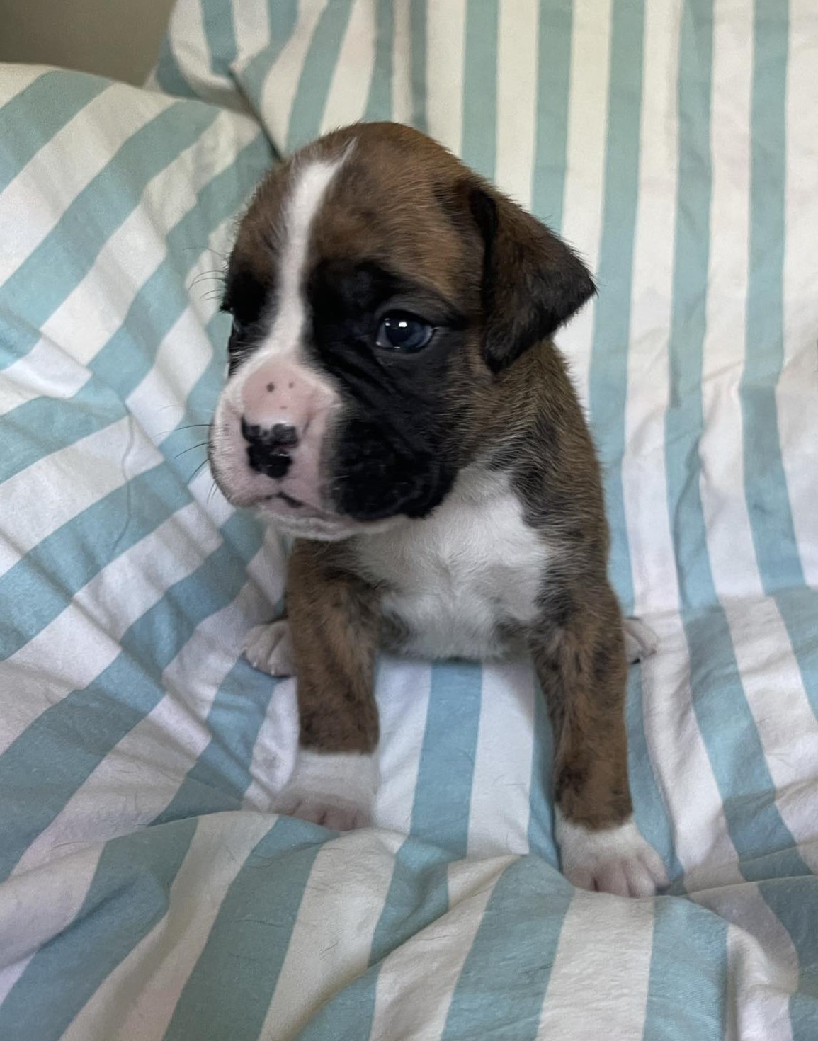 Tanoak Boxers | Breeder of Boxer Dogs | Ontario